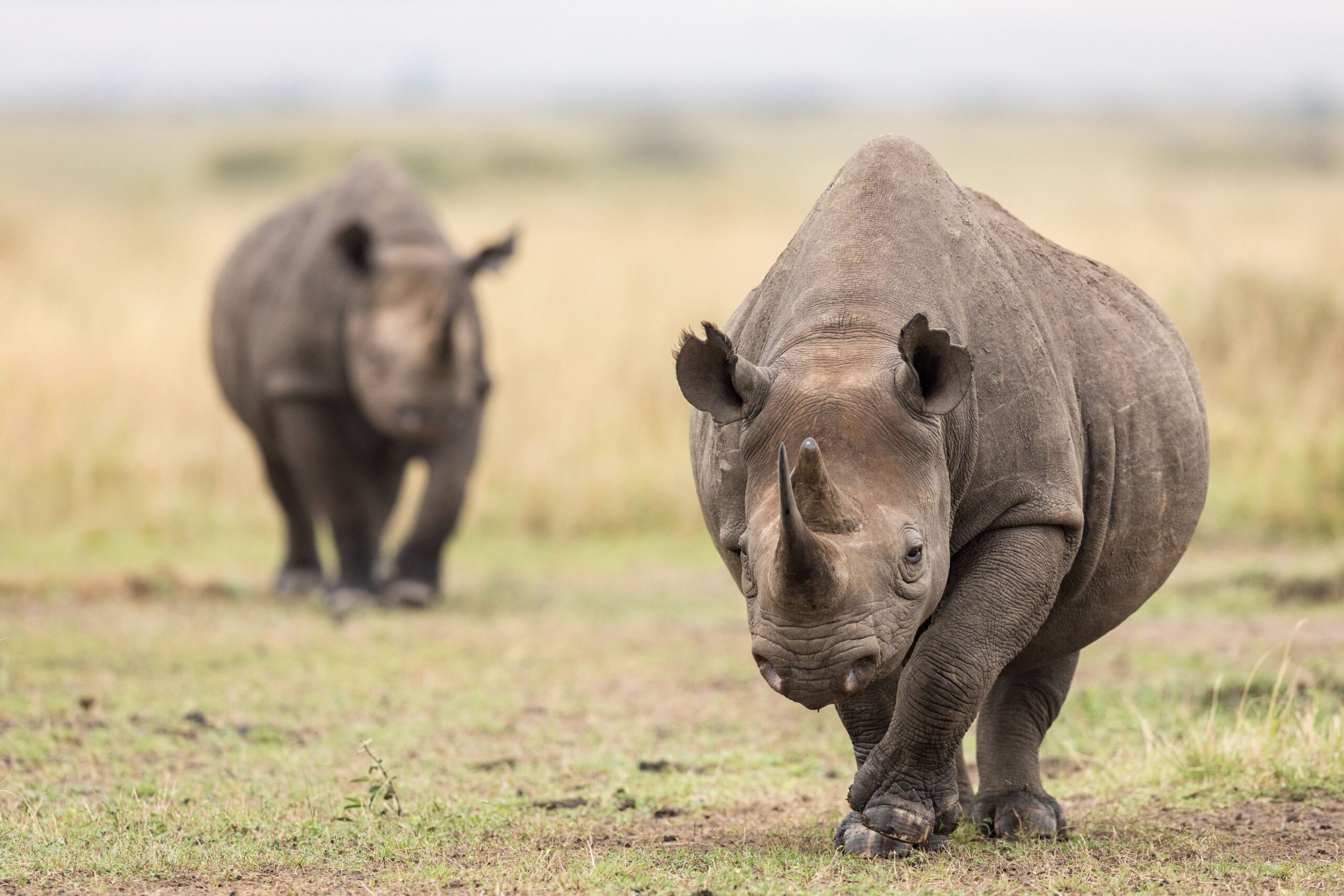 Reserva Nacional de Masai Mara – un destino de safari legendario