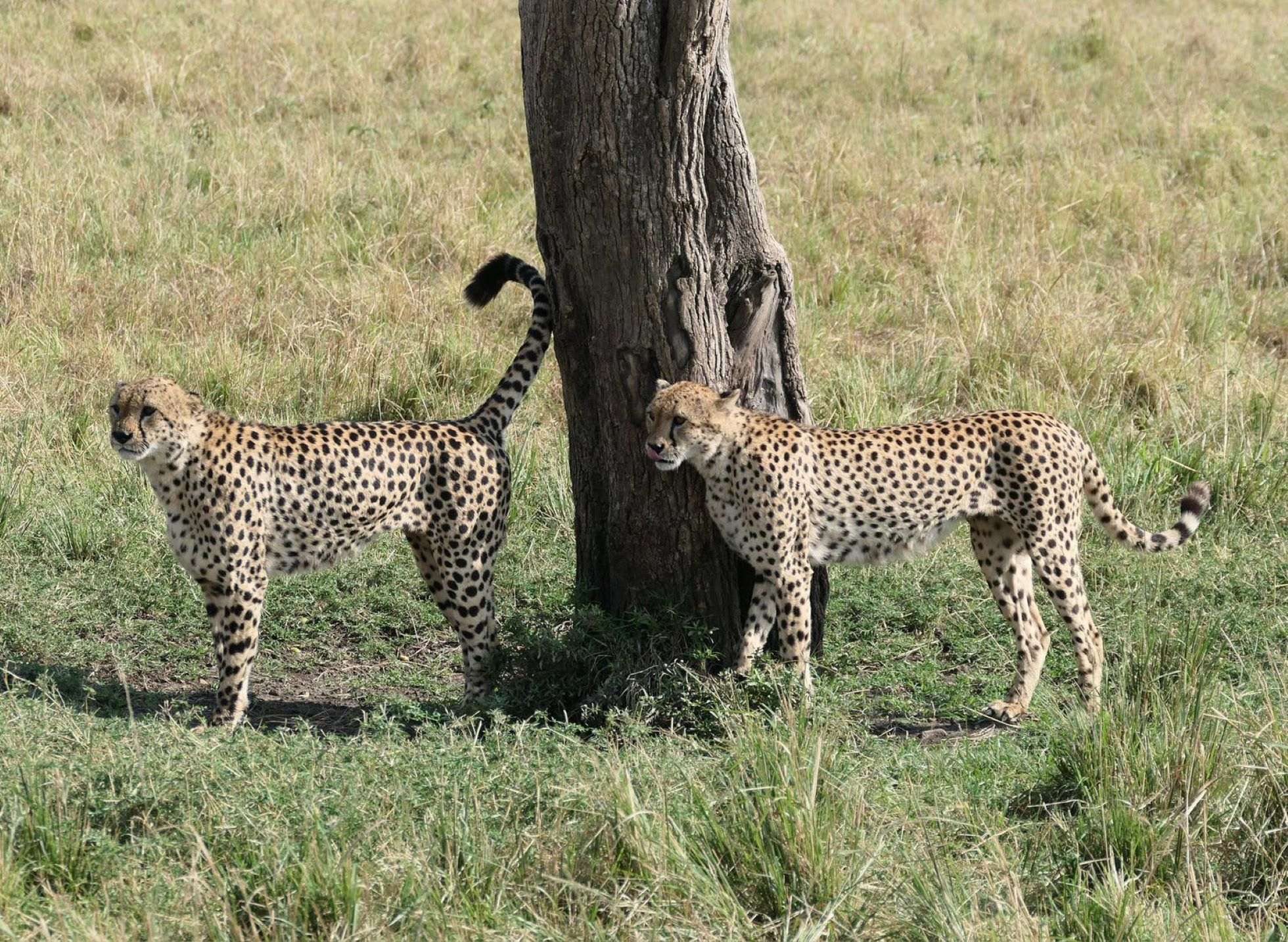 Reserva Nacional de Masai Mara – un destino de safari legendario