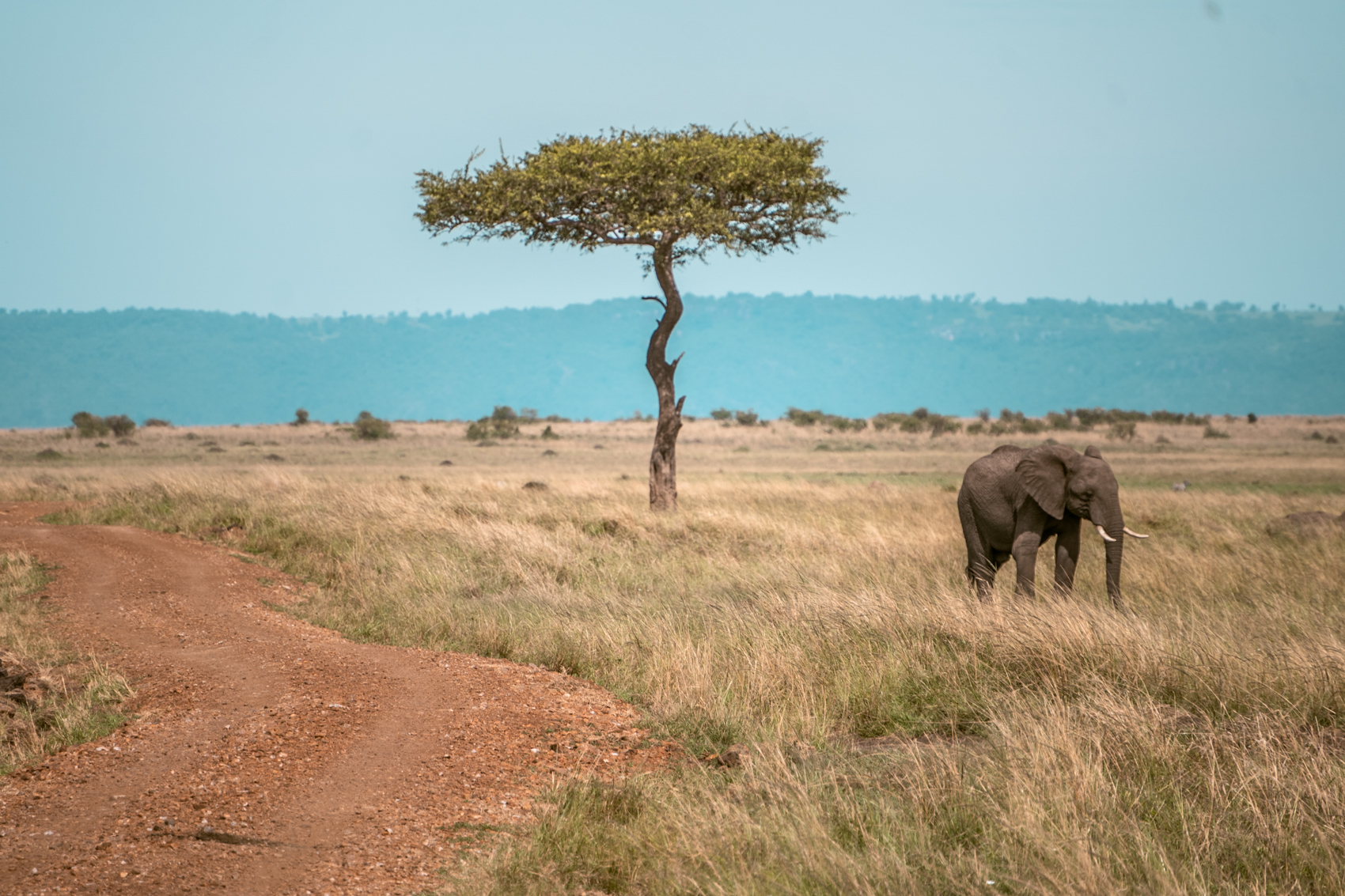 Reserva Nacional de Masai Mara – un destino de safari legendario