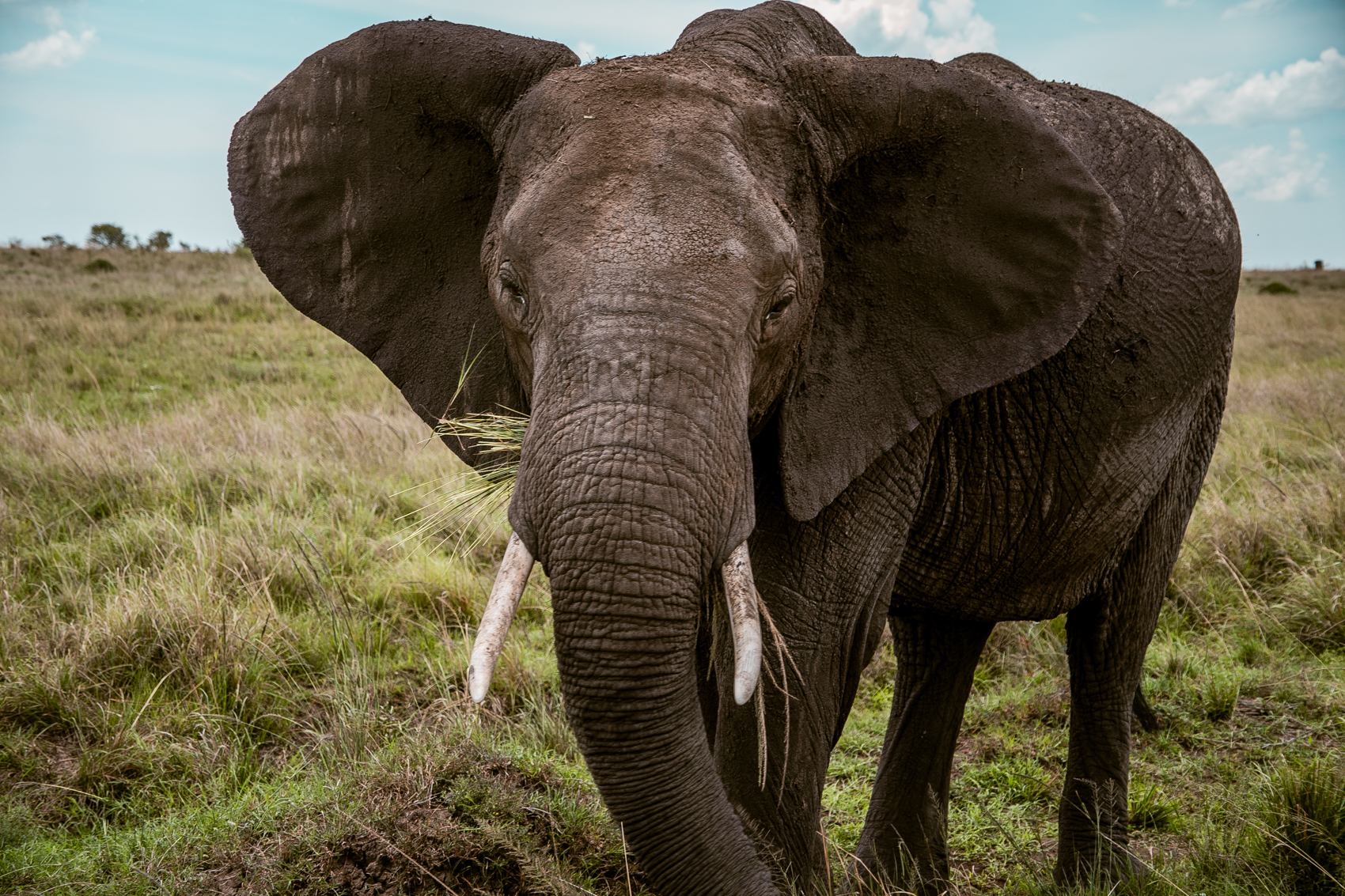 Reserva Nacional de Masai Mara – un destino de safari legendario