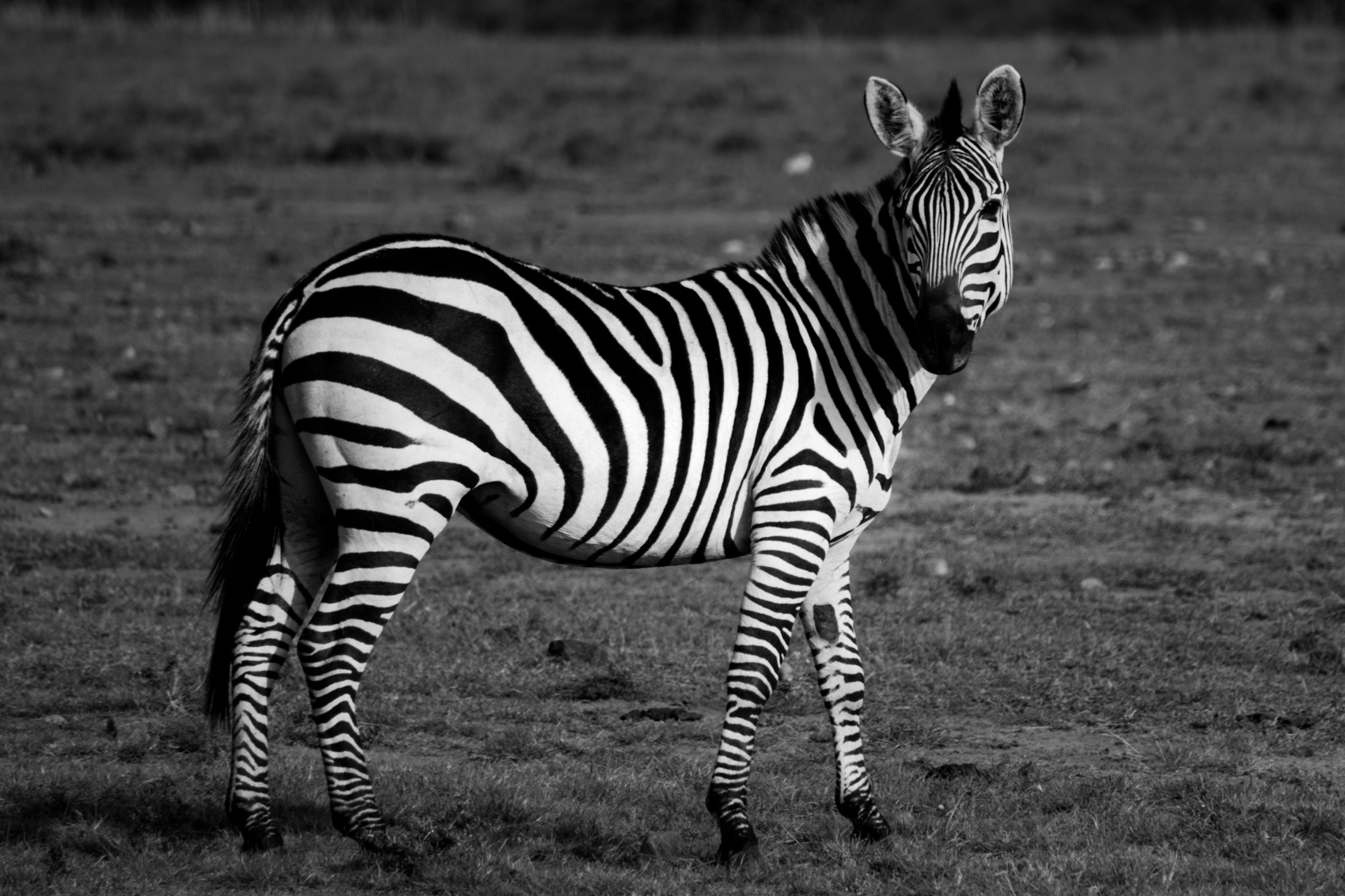 Reserva Nacional de Masai Mara – un destino de safari legendario
