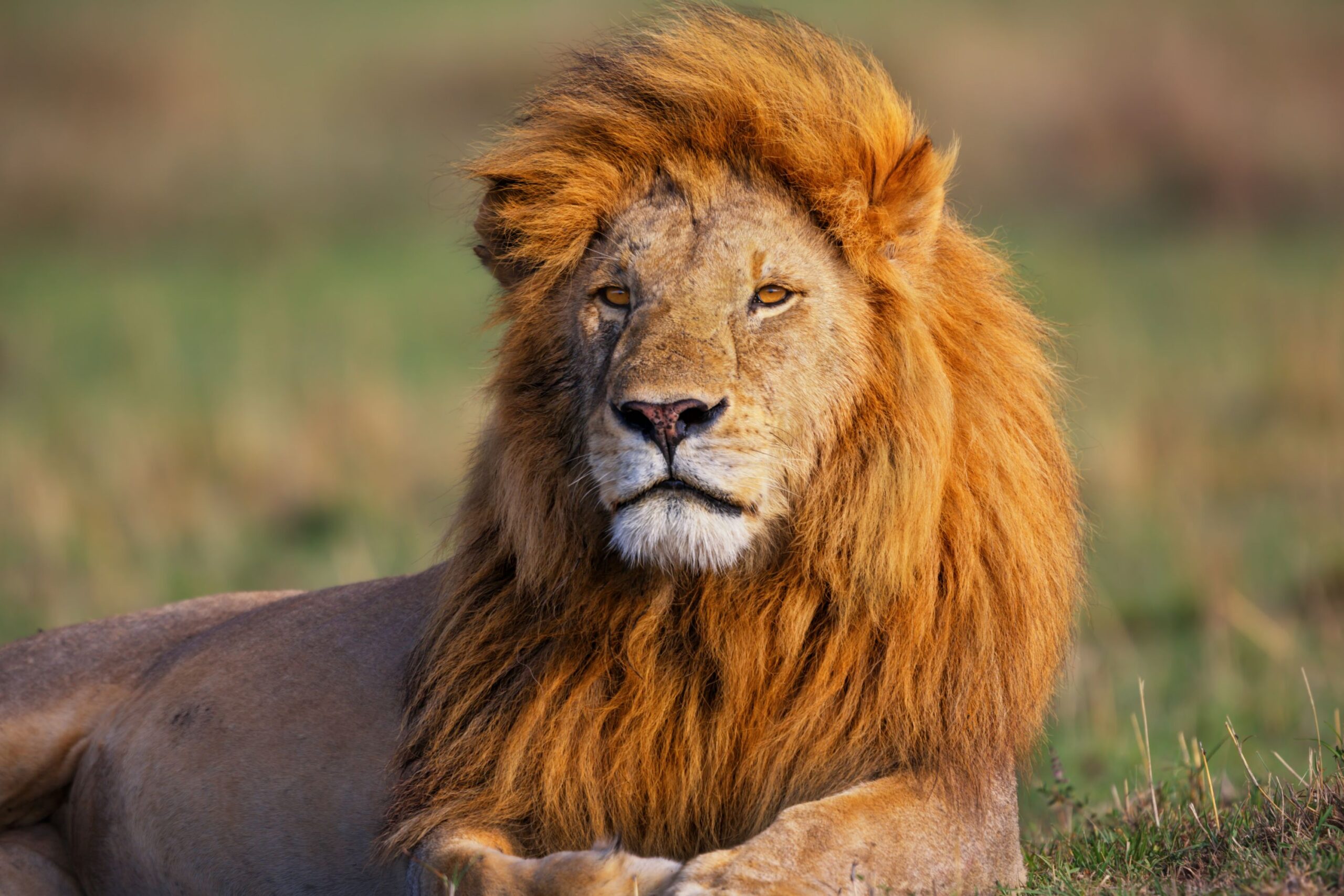 Reserva Nacional de Masai Mara – un destino de safari legendario