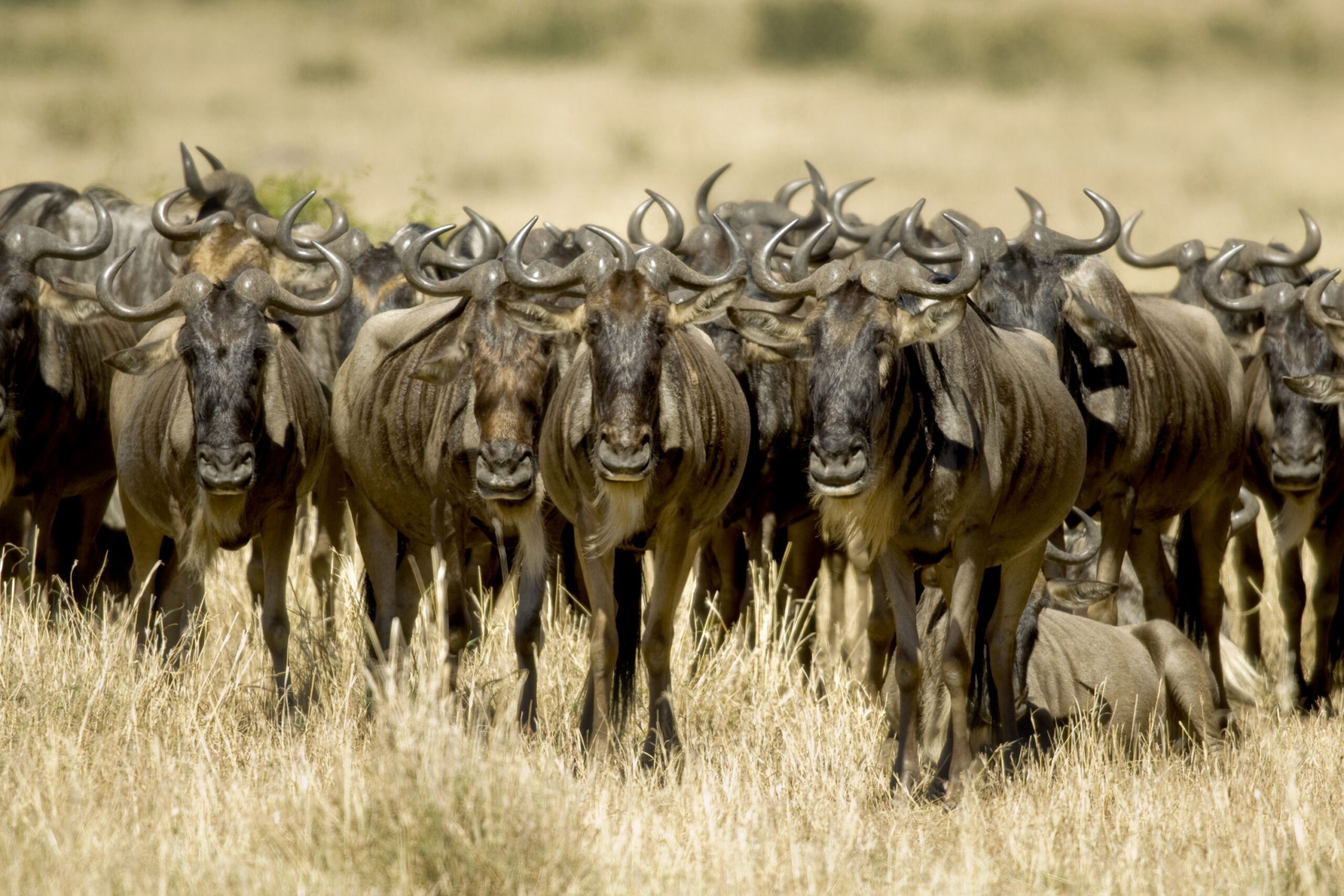 Reserva Nacional de Masai Mara – un destino de safari legendario