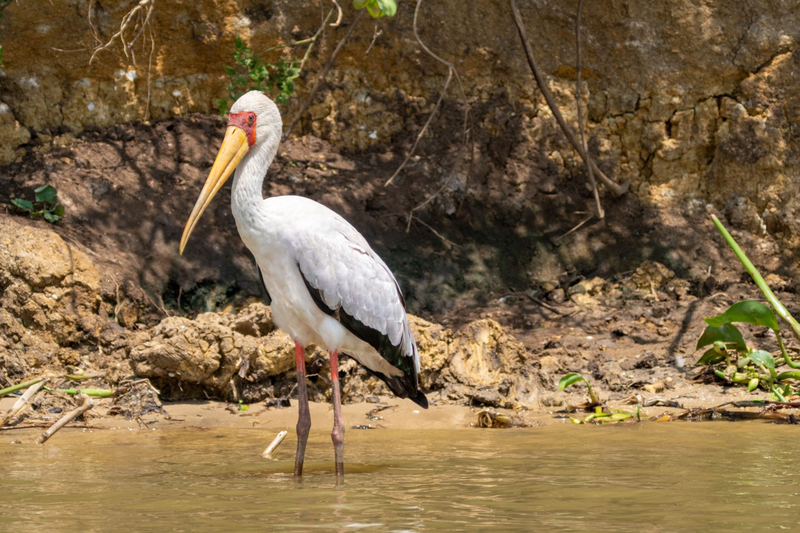 Parque nacional de la Reina Isabel – digno de la realeza