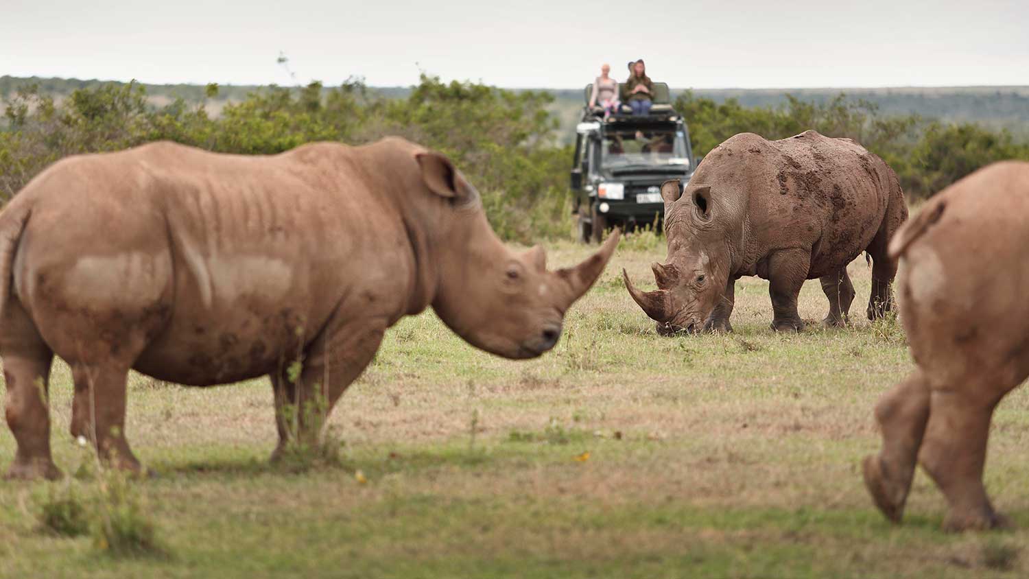 Solio Game Reserve – a safe haven for rhinos