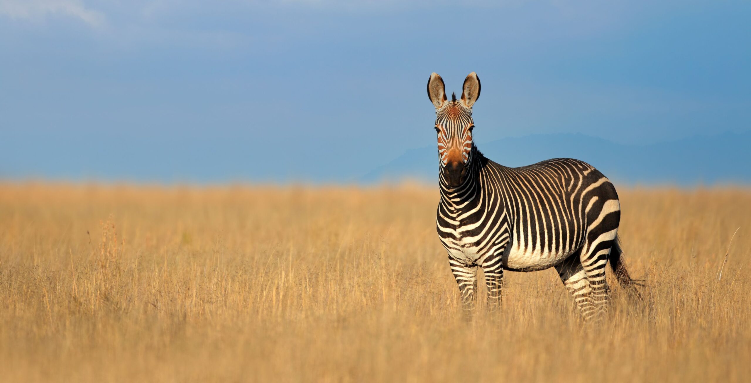 Parque Nacional Mountain Zebra – Safari Africano