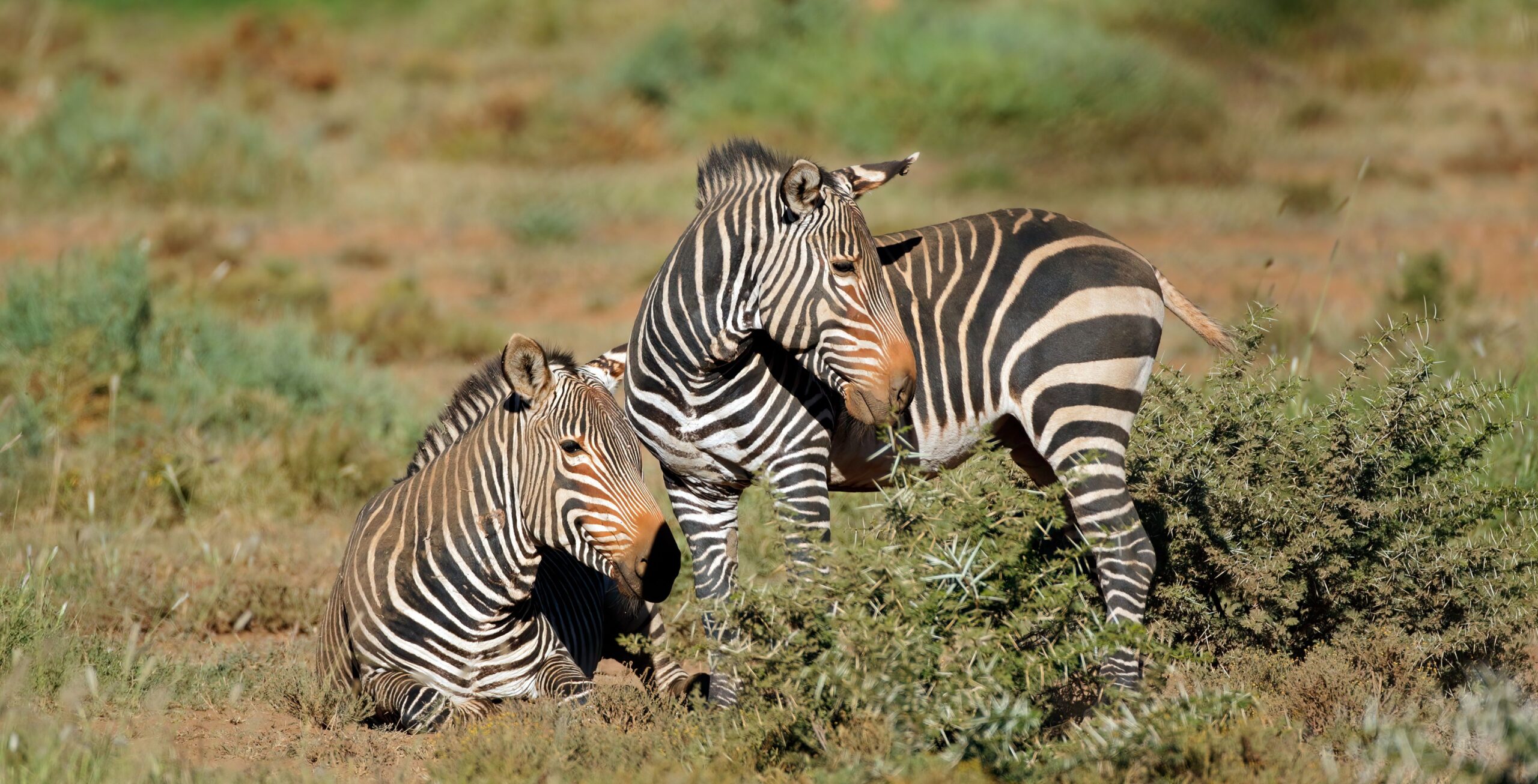 Parque Nacional Mountain Zebra – Safari Africano